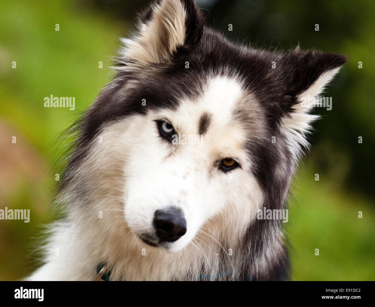 Husky, Siberian Husky Stock Photo - Alamy