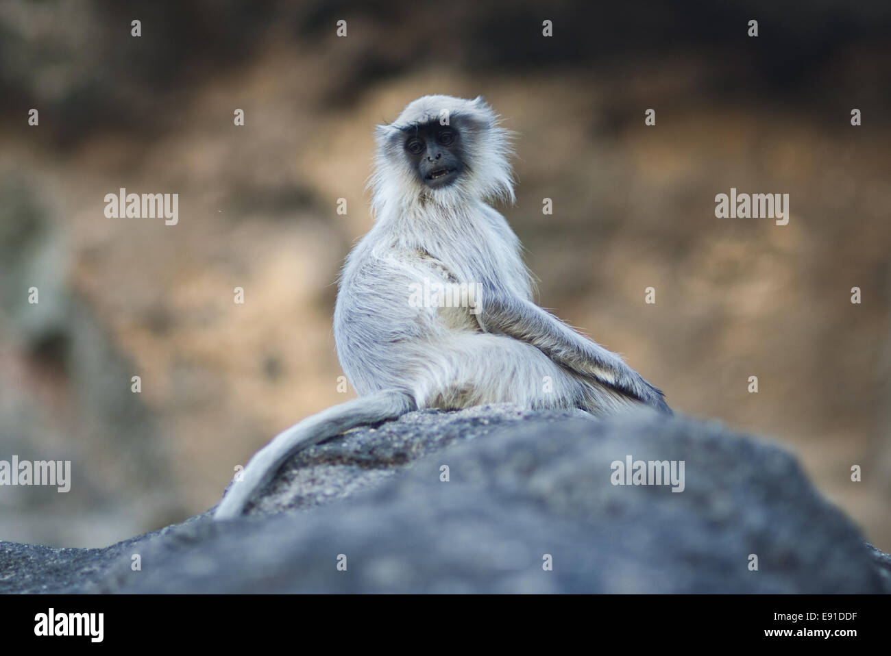 Portrait of monkey Stock Photo - Alamy
