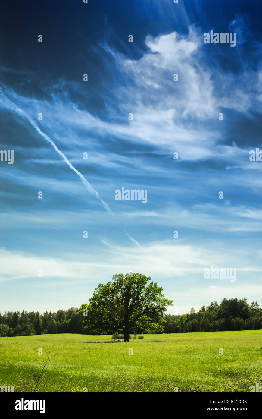 Beautiful Huge Oak Tree High Resolution Stock Photography and Images ...