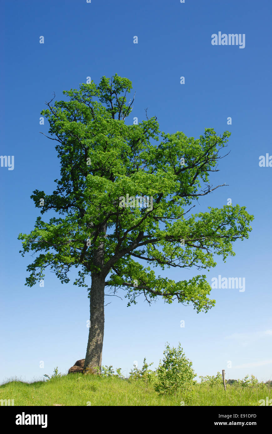 Lonely Oak Tree Stock Photo - Alamy