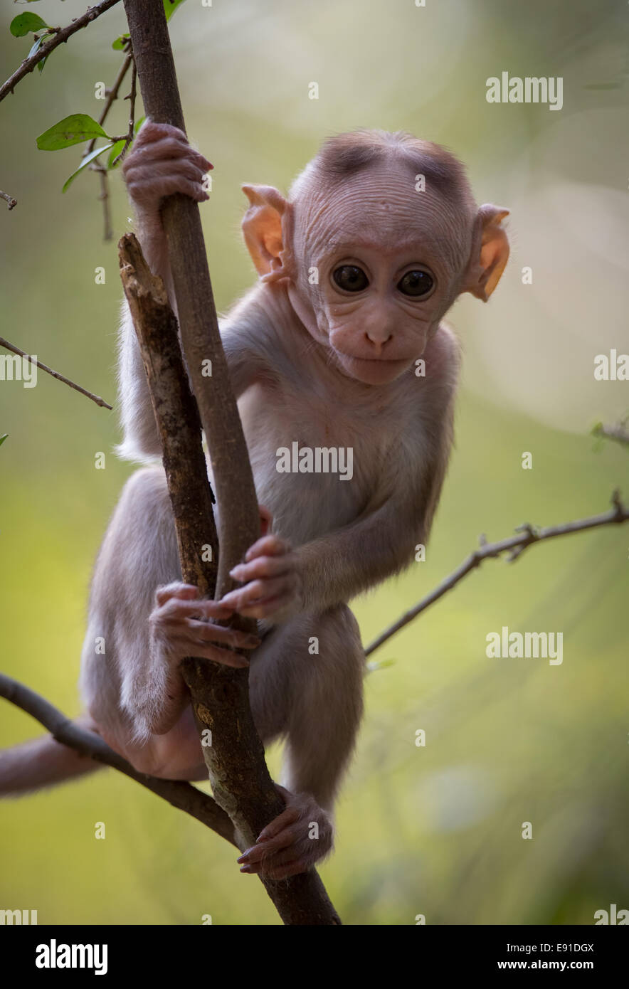 Baby monkey hi-res stock photography and images - Alamy