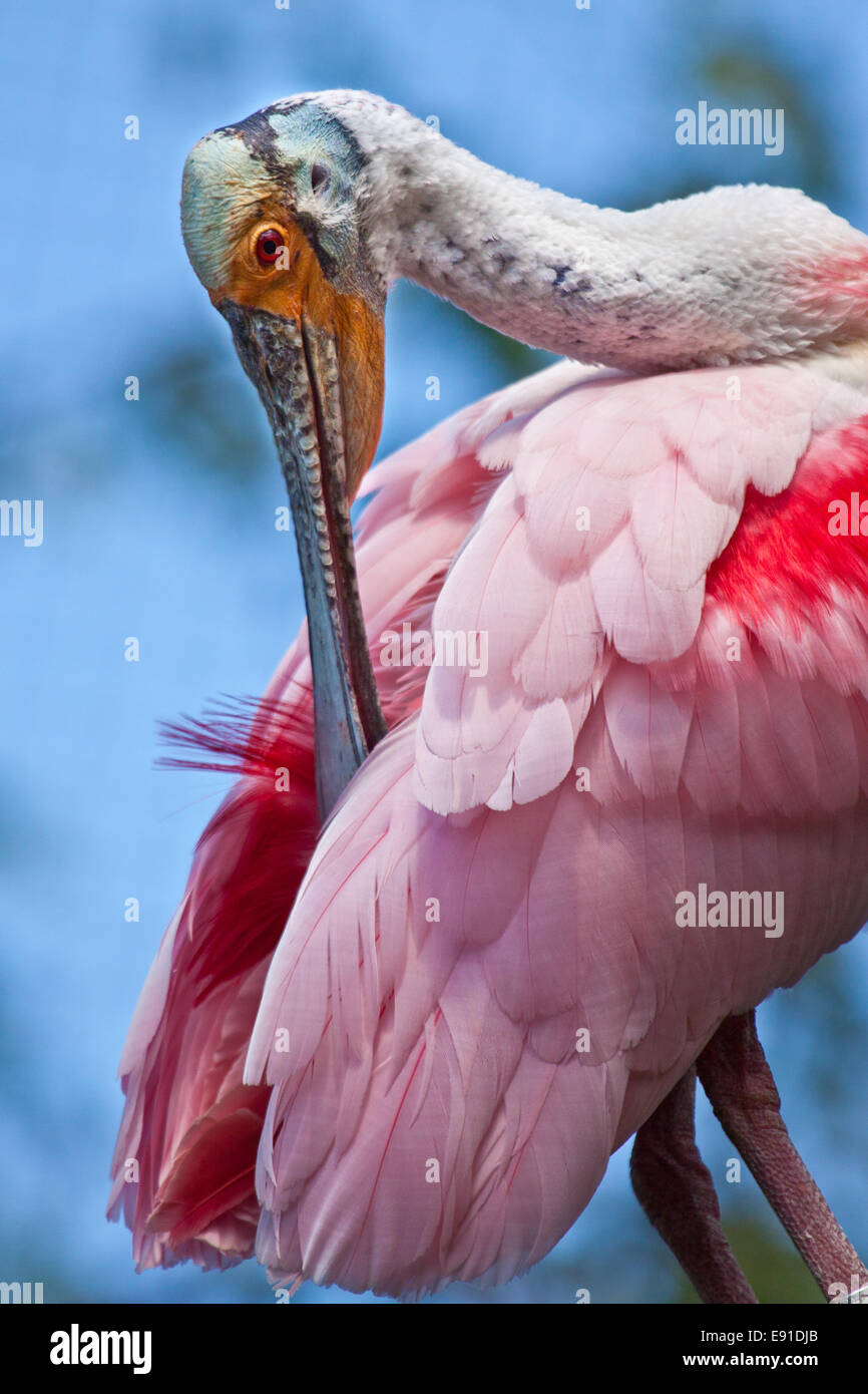 Ajaja ajaja hi-res stock photography and images - Alamy