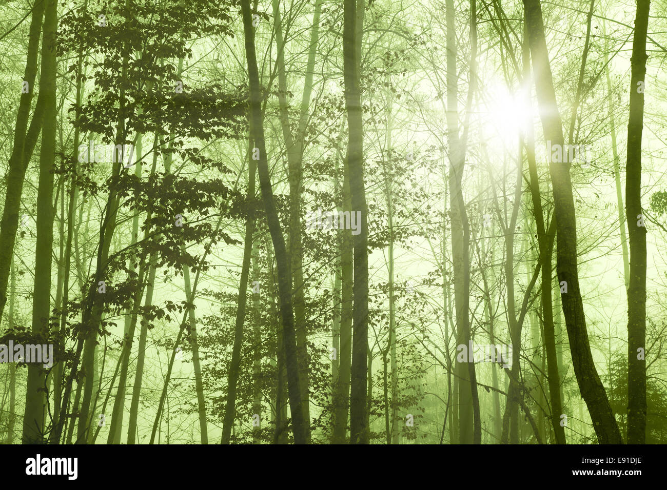Forest code hi-res stock photography and images - Alamy