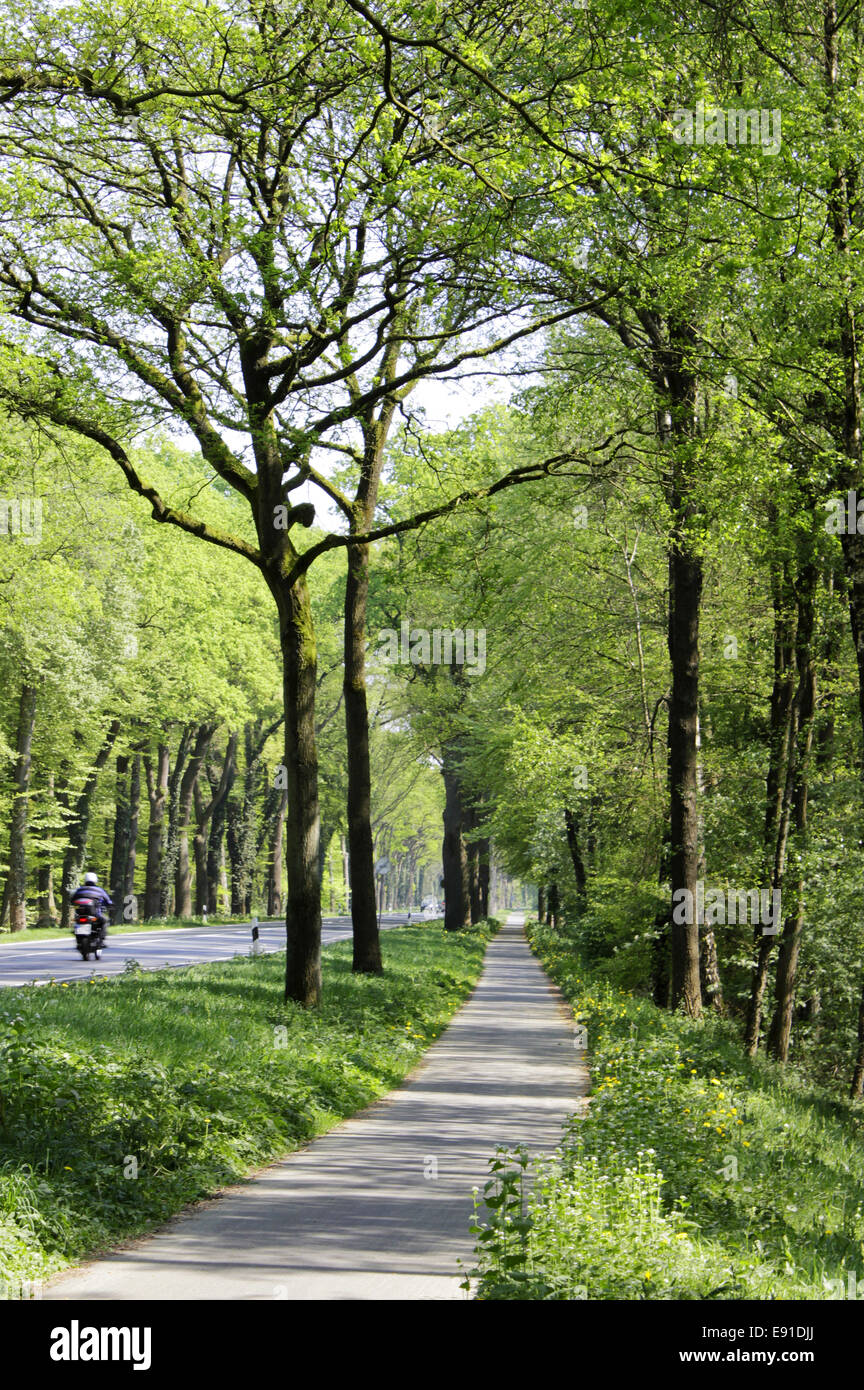 tree lined road in summer Stock Photo - Alamy