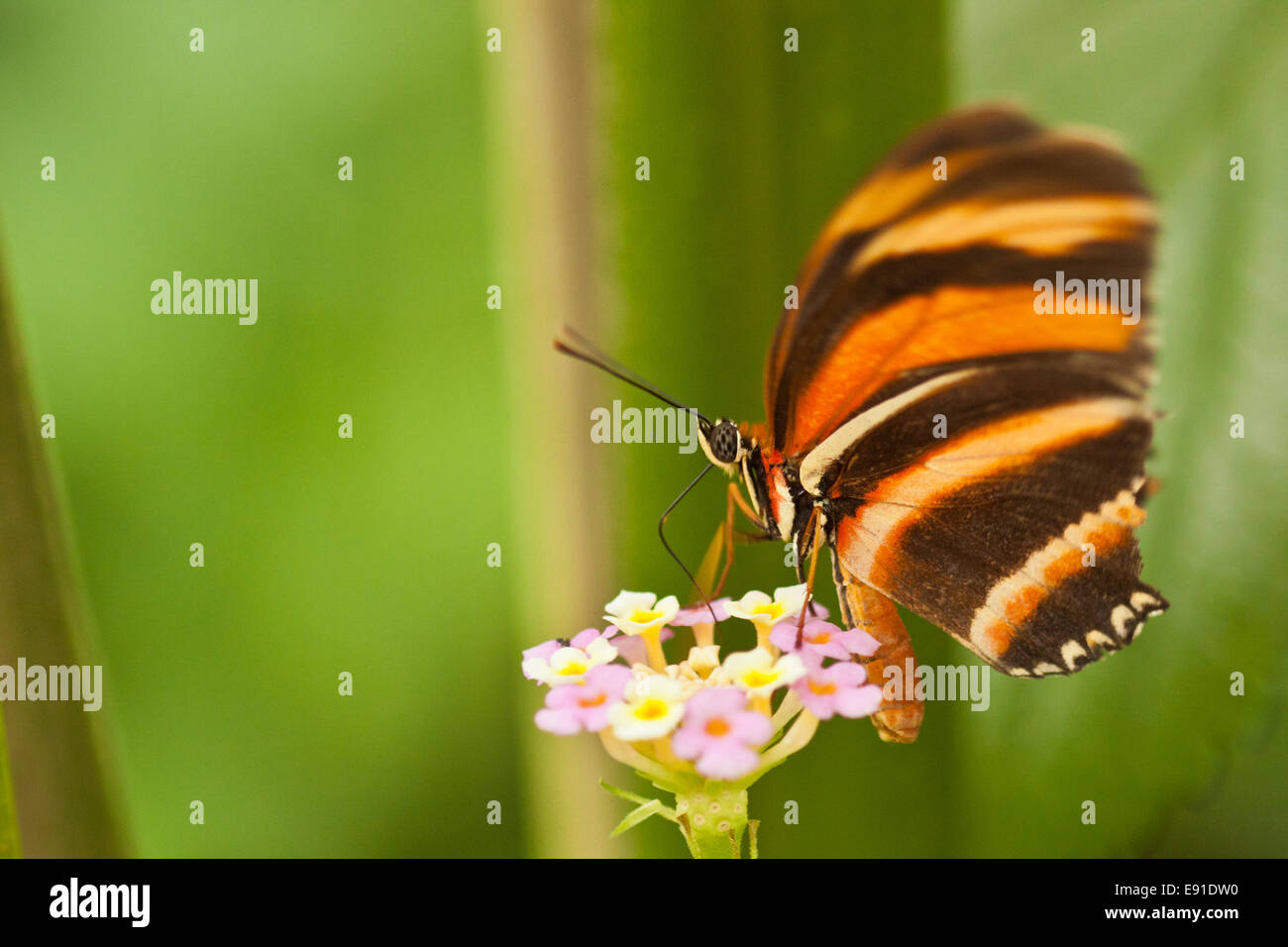 Tiger Longwing (Heliconius ismenius Stock Photo - Alamy