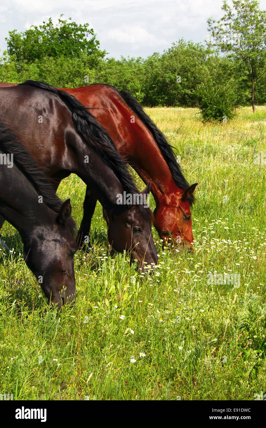 Country scene with grazing horses hi-res stock photography and images ...