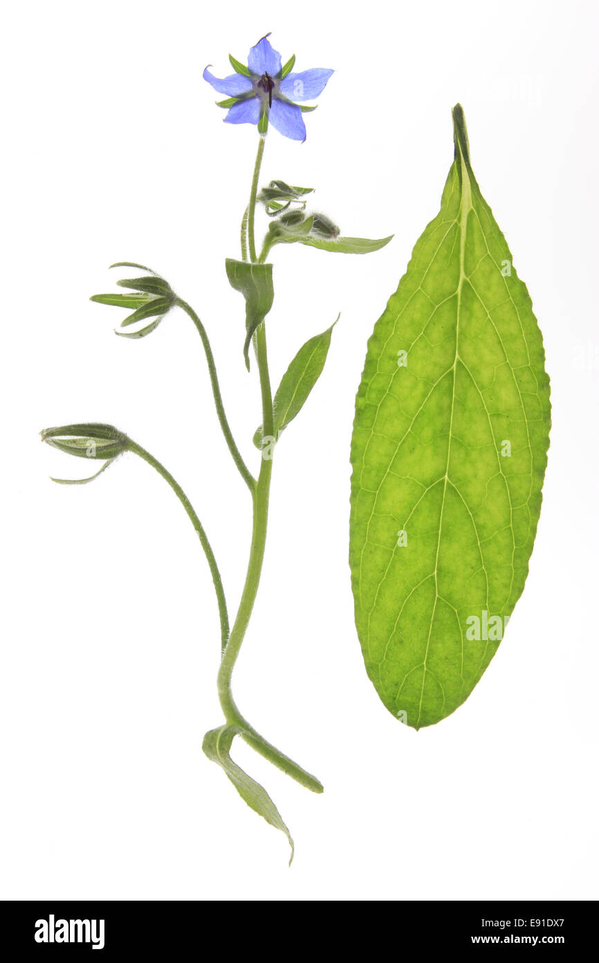 Borage (borago officinalis) Cut Out Stock Images & Pictures - Alamy