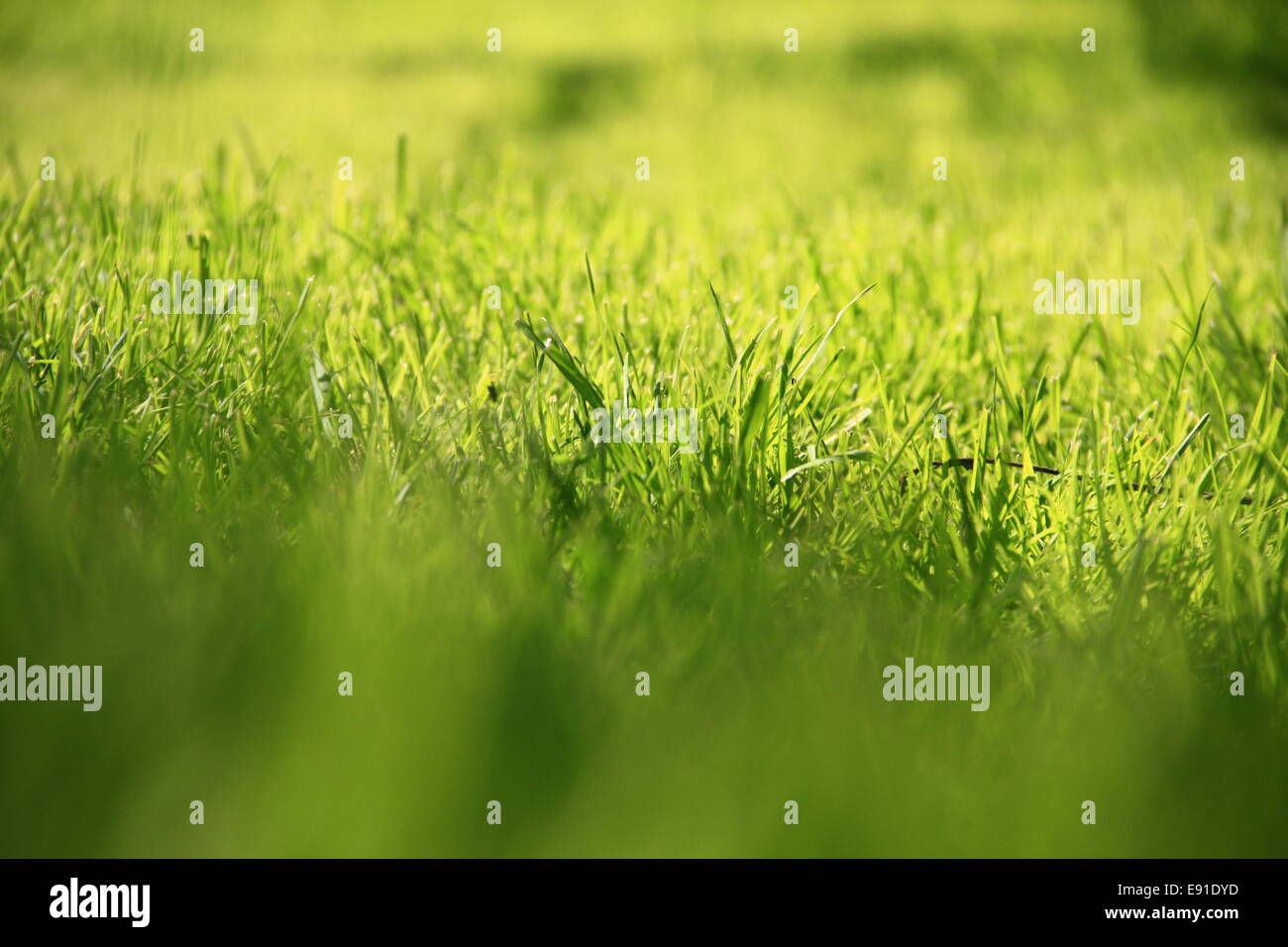 Lightgreen hi-res stock photography and images - Alamy