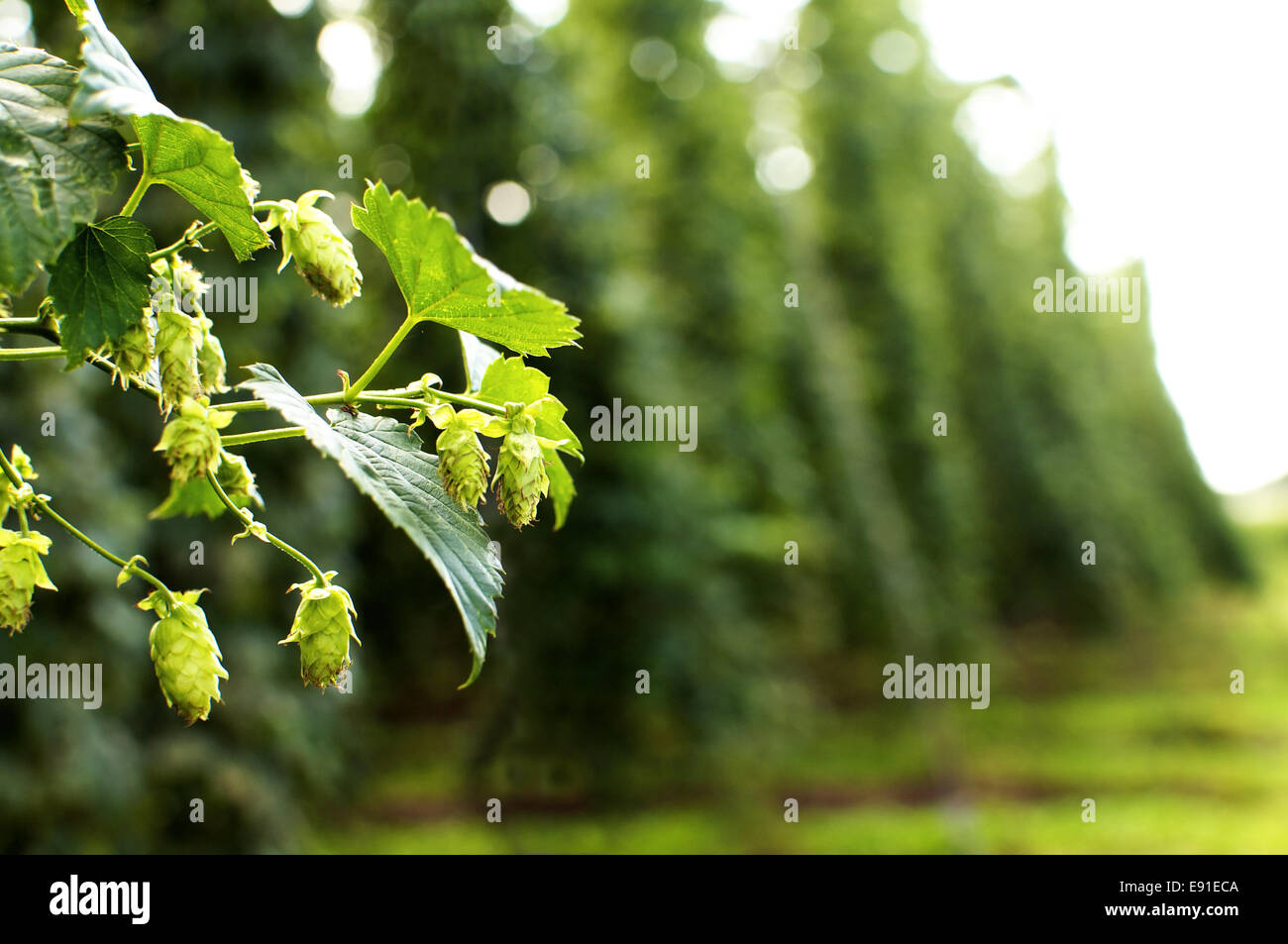 Hops blossom hi-res stock photography and images - Alamy
