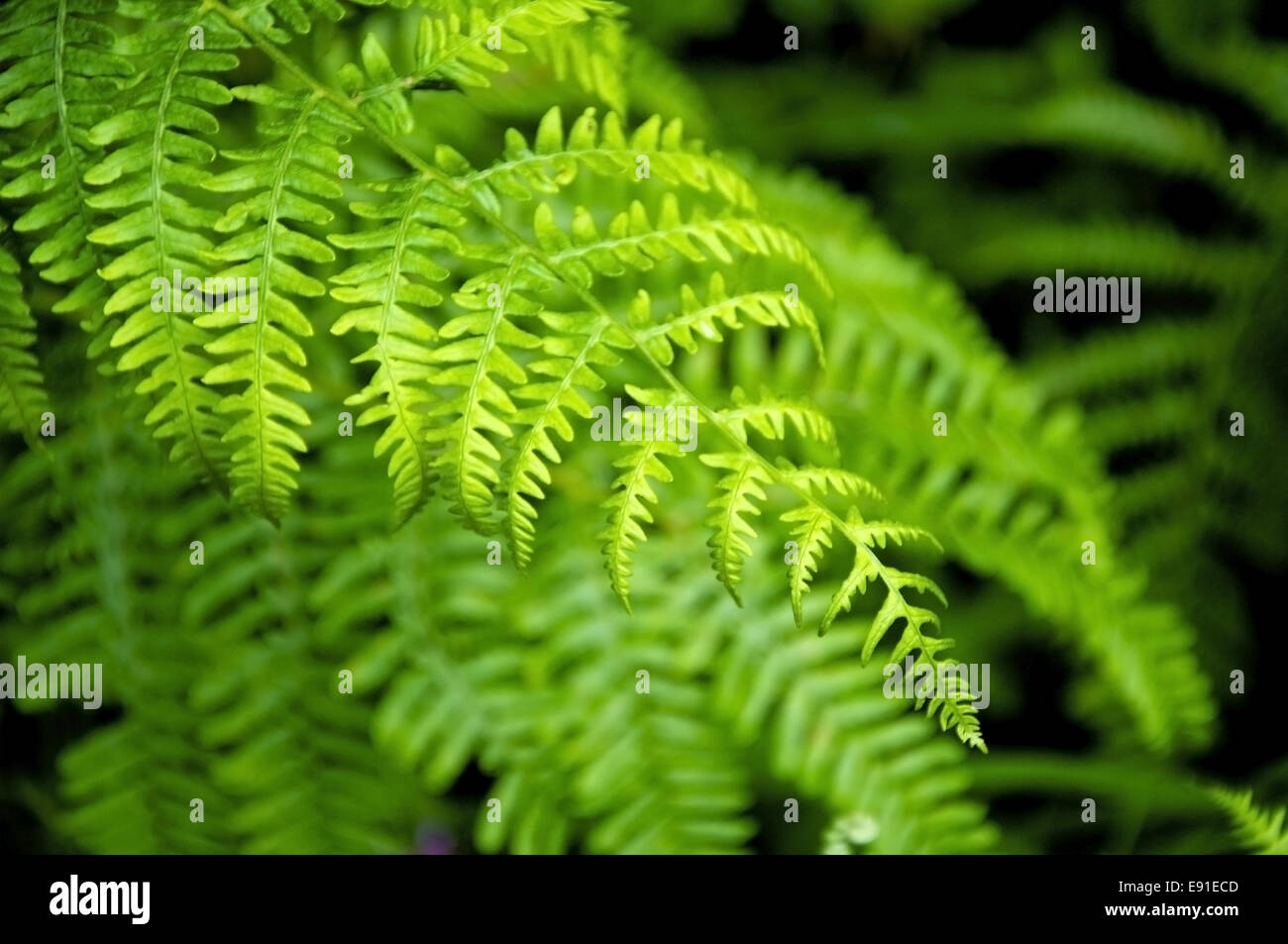 Fine fern hi-res stock photography and images - Alamy