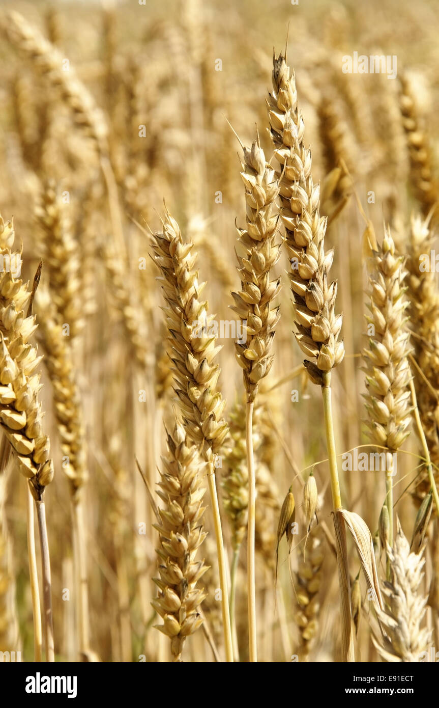 Ears of Wheat Stock Photo - Alamy