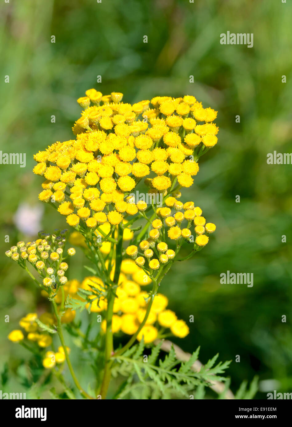 Tansy hi-res stock photography and images - Alamy