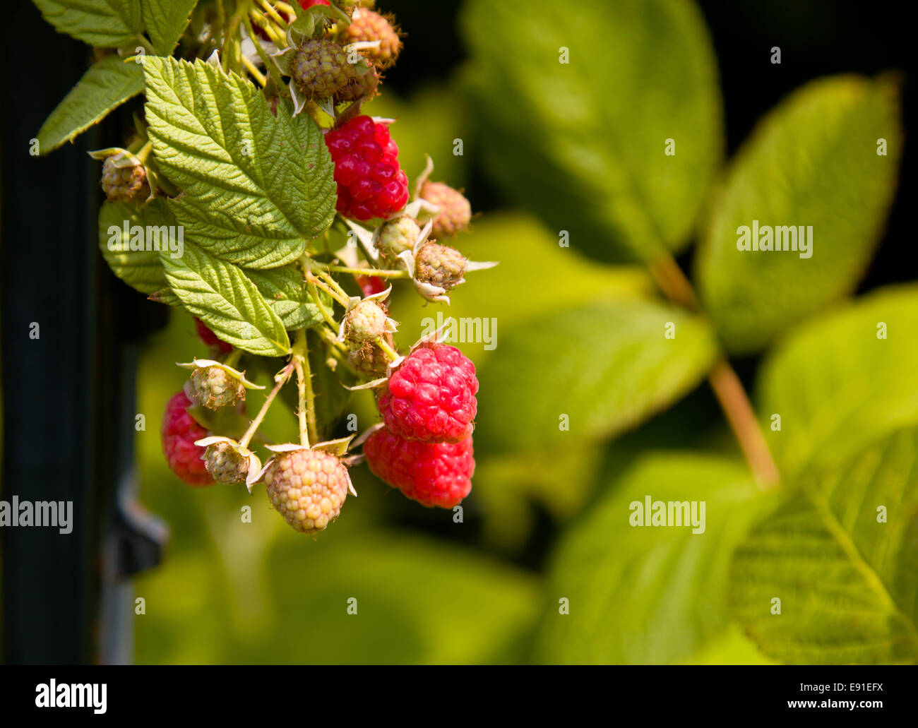 Raspberry berry growing on vine Stock Photo - Alamy