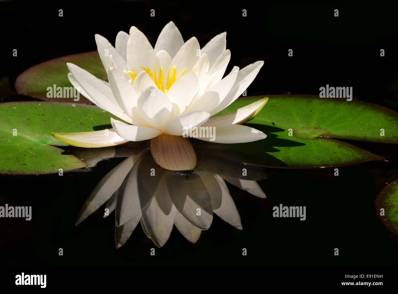 White lotus flower Stock Photo - Alamy