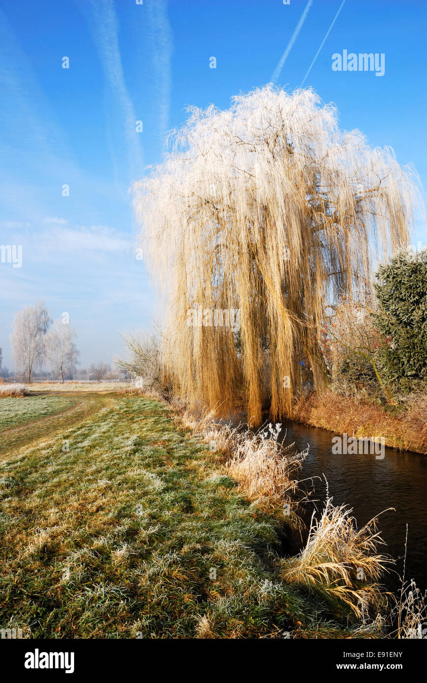 Wheeping tree hi-res stock photography and images - Alamy