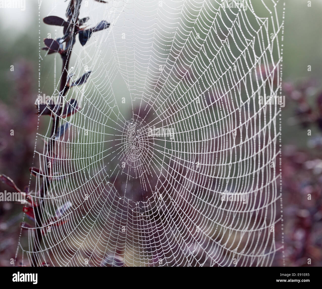 Dewy cobweb hi-res stock photography and images - Alamy