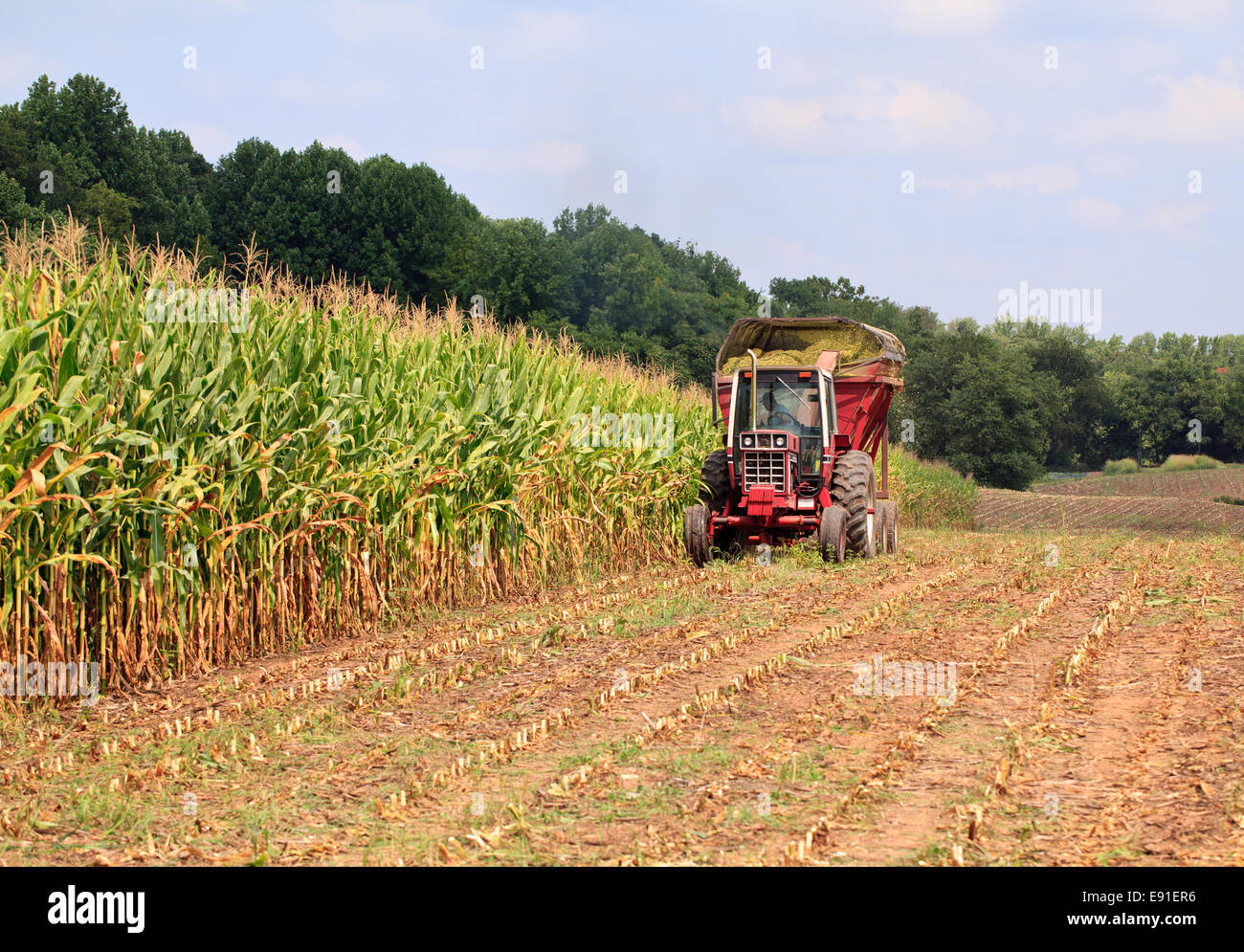 Rows of corn ready for harvest Stock Photo - Alamy