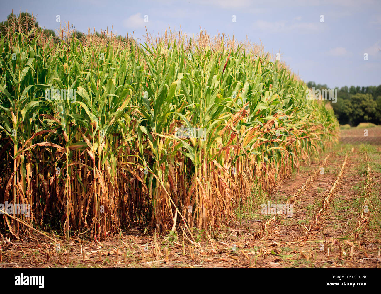 Rows of corn ready for harvest Stock Photo - Alamy