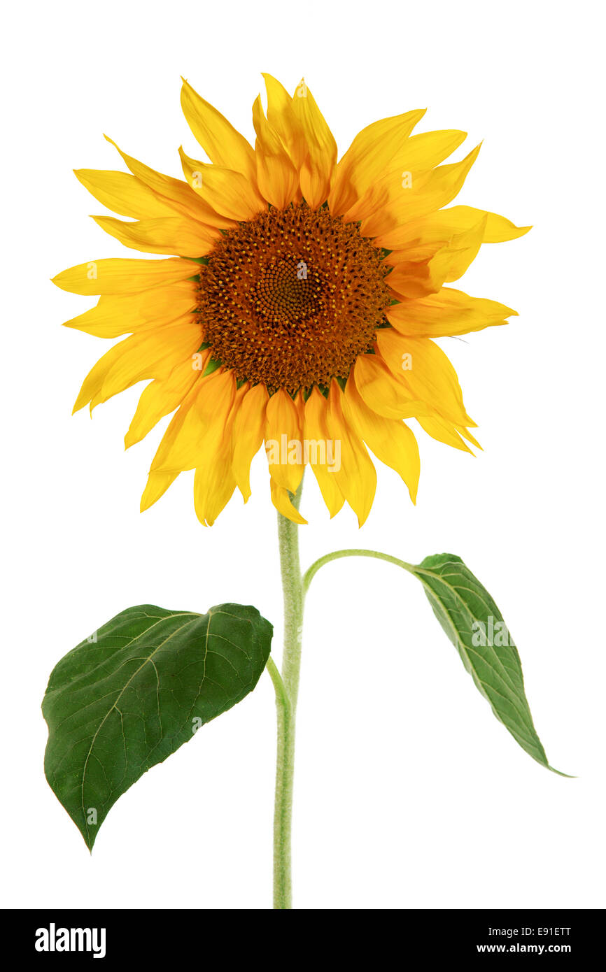 Sunflower isolated on a white background Stock Photo - Alamy