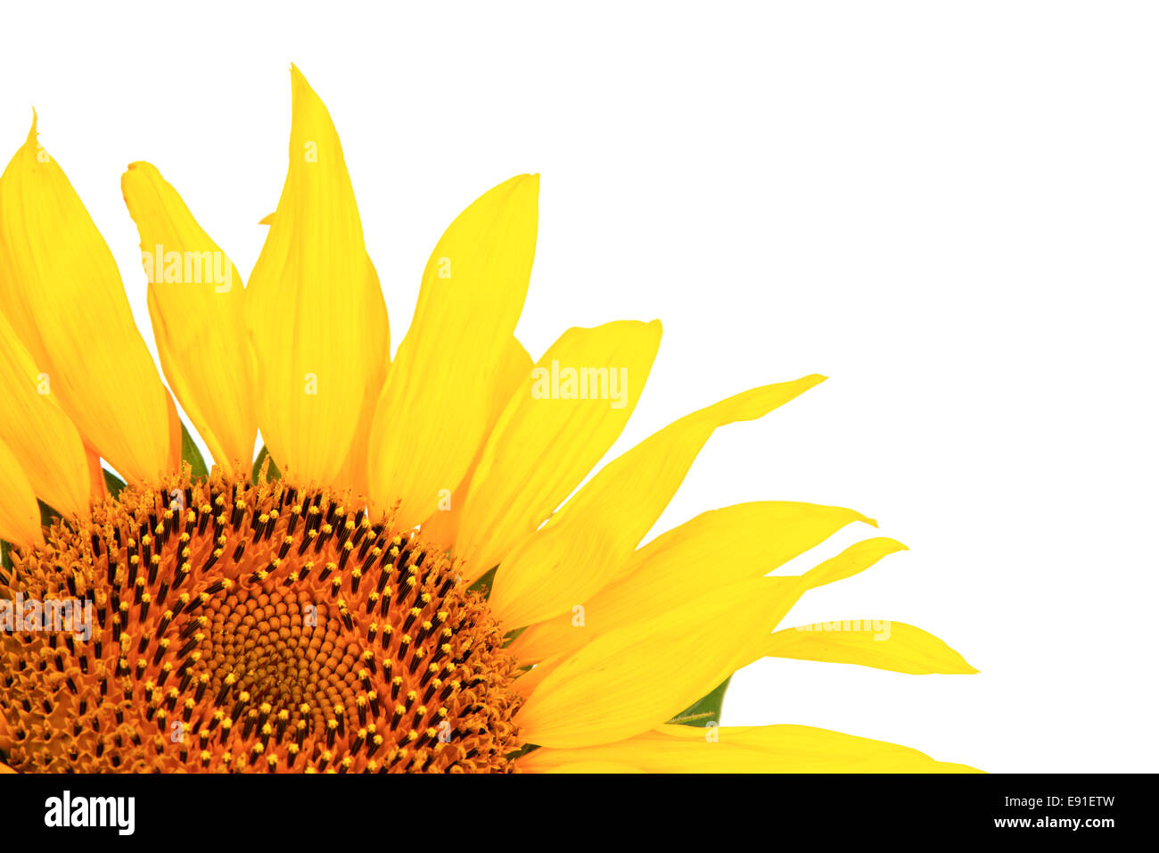 Sunflower isolated on a white background Stock Photo - Alamy