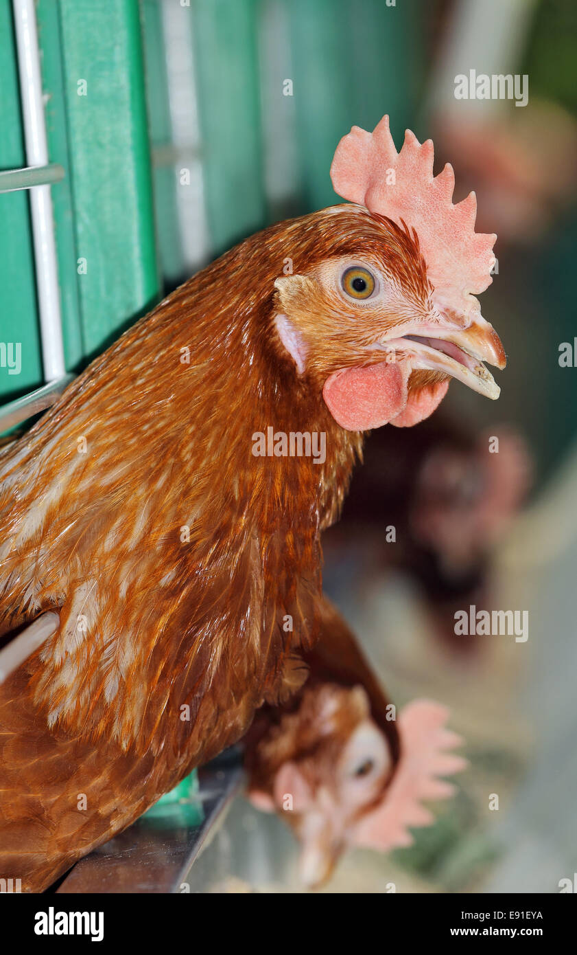 Scarlet poultry hi-res stock photography and images - Alamy