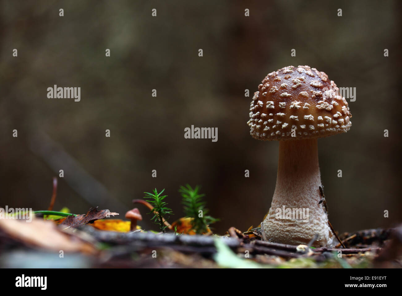 Blushers hi-res stock photography and images - Alamy