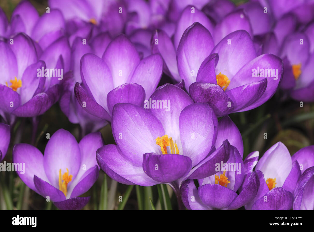 Crocus field hi-res stock photography and images - Alamy