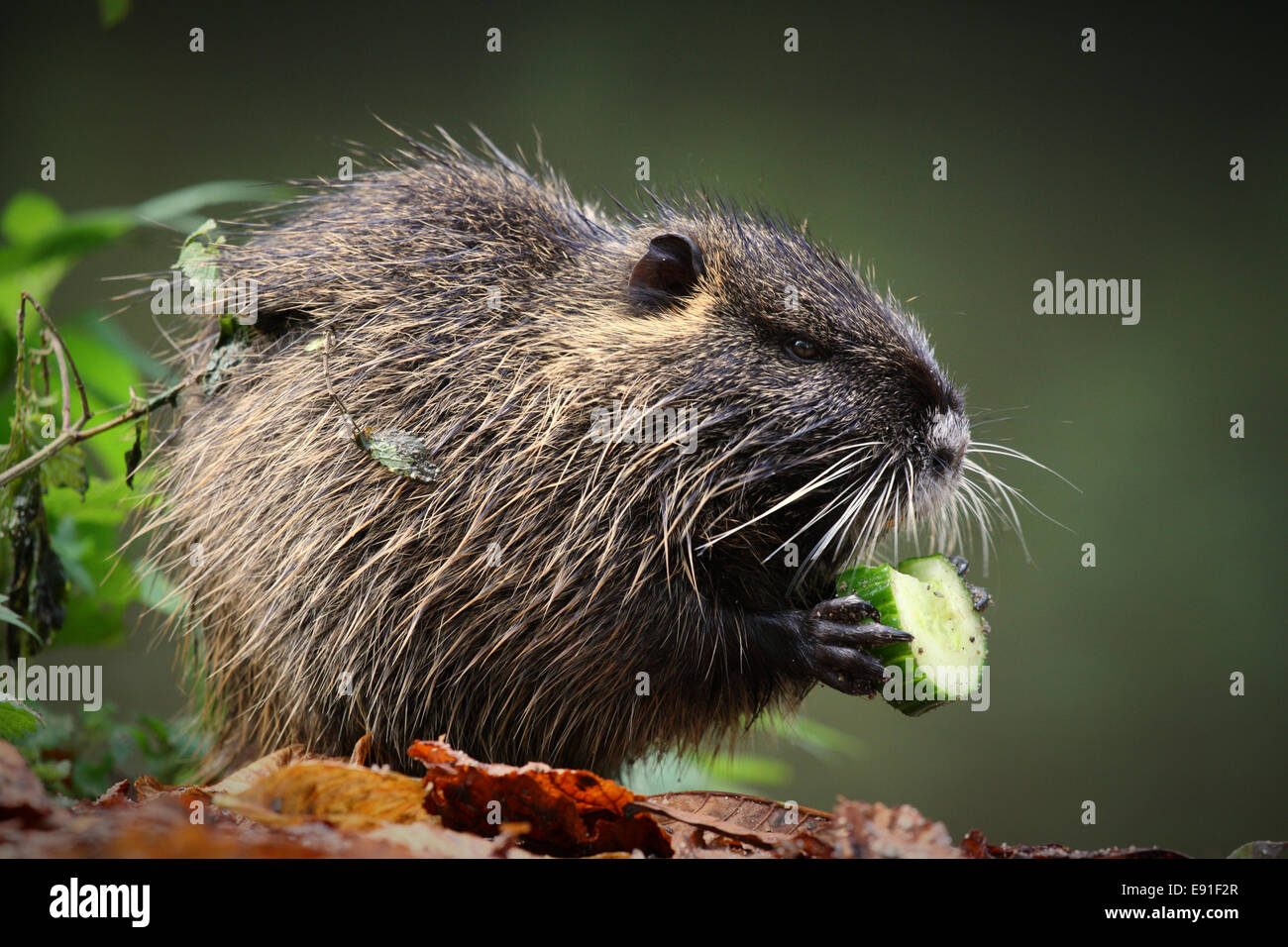 Nutria octodontoidea hi-res stock photography and images - Alamy