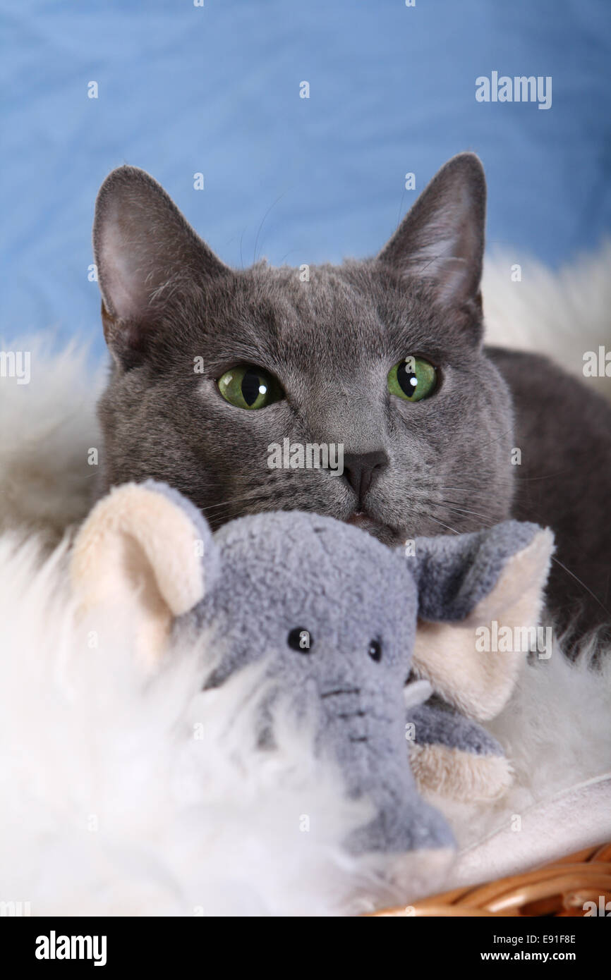 Russian blue cat boy hi-res stock photography and images - Alamy