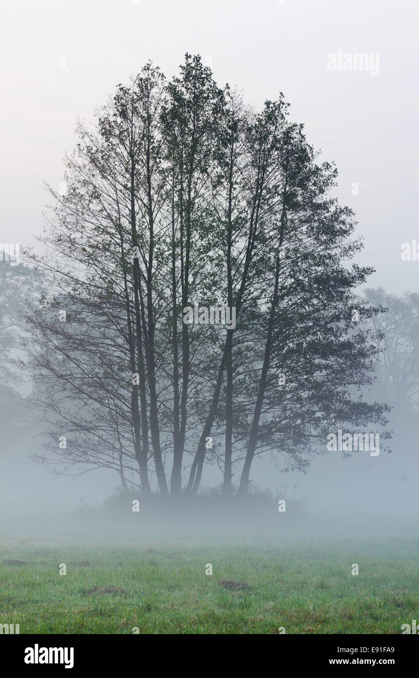 Tree trees field fog hi-res stock photography and images - Alamy
