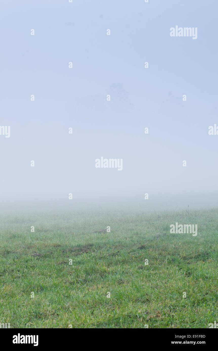 field of grass in misty morning Stock Photo - Alamy