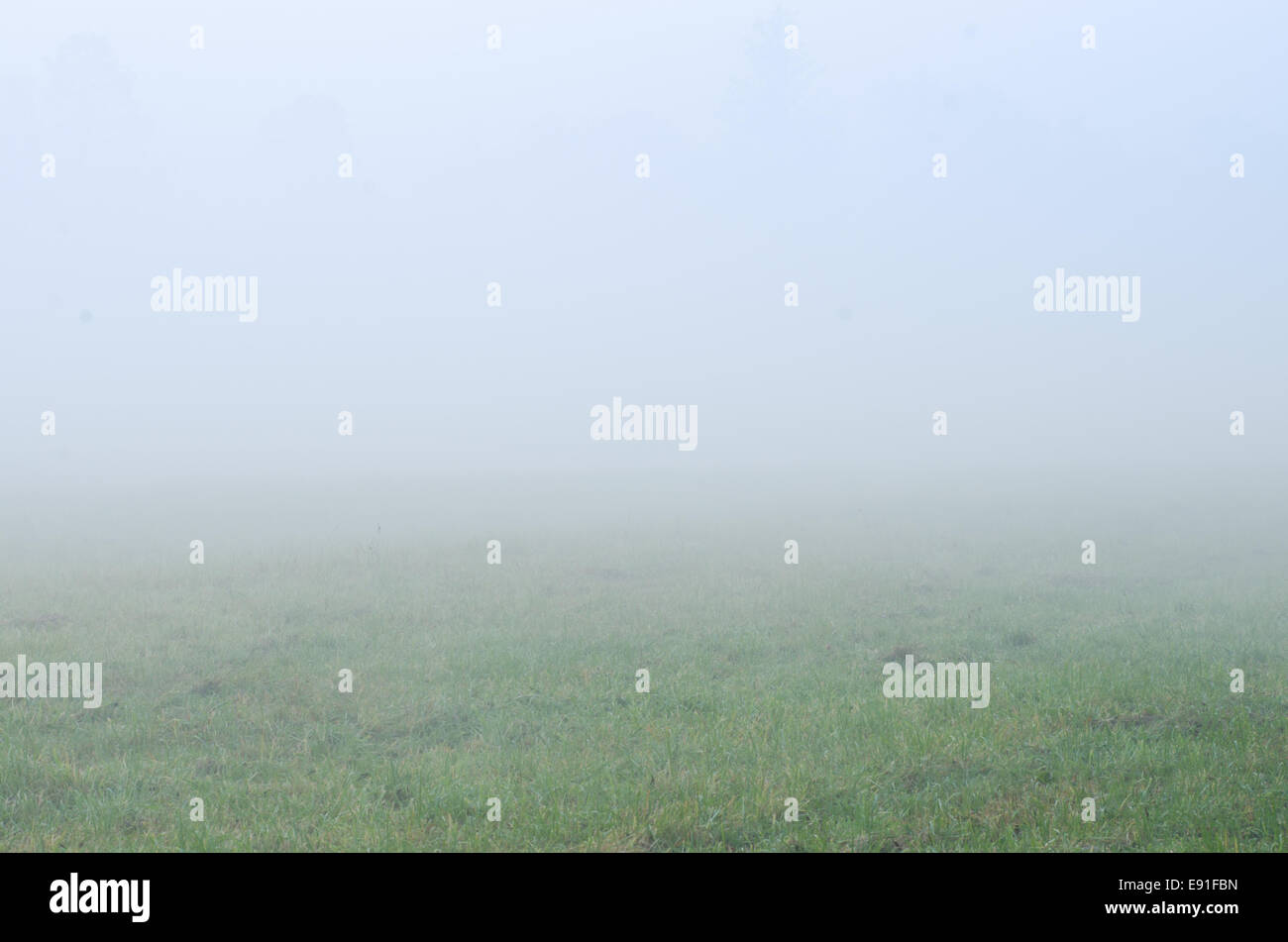field of grass in misty morning Stock Photo - Alamy