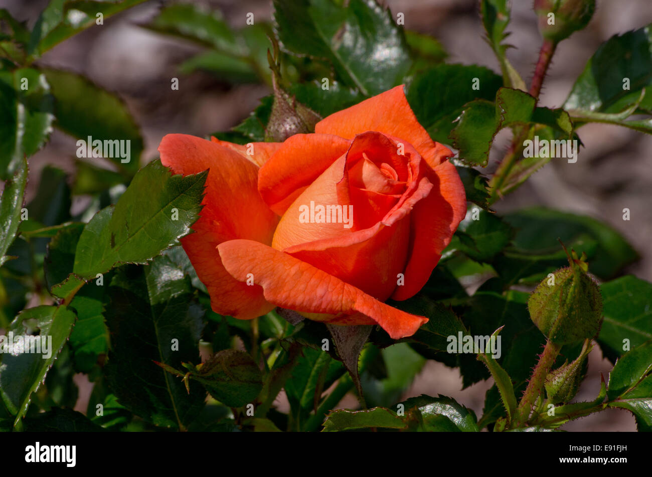 Floribunda rose betty hi-res stock photography and images - Alamy