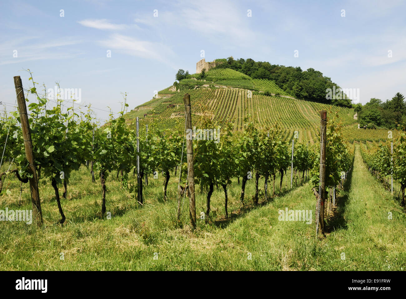 Castle on a vineyard Stock Photo - Alamy