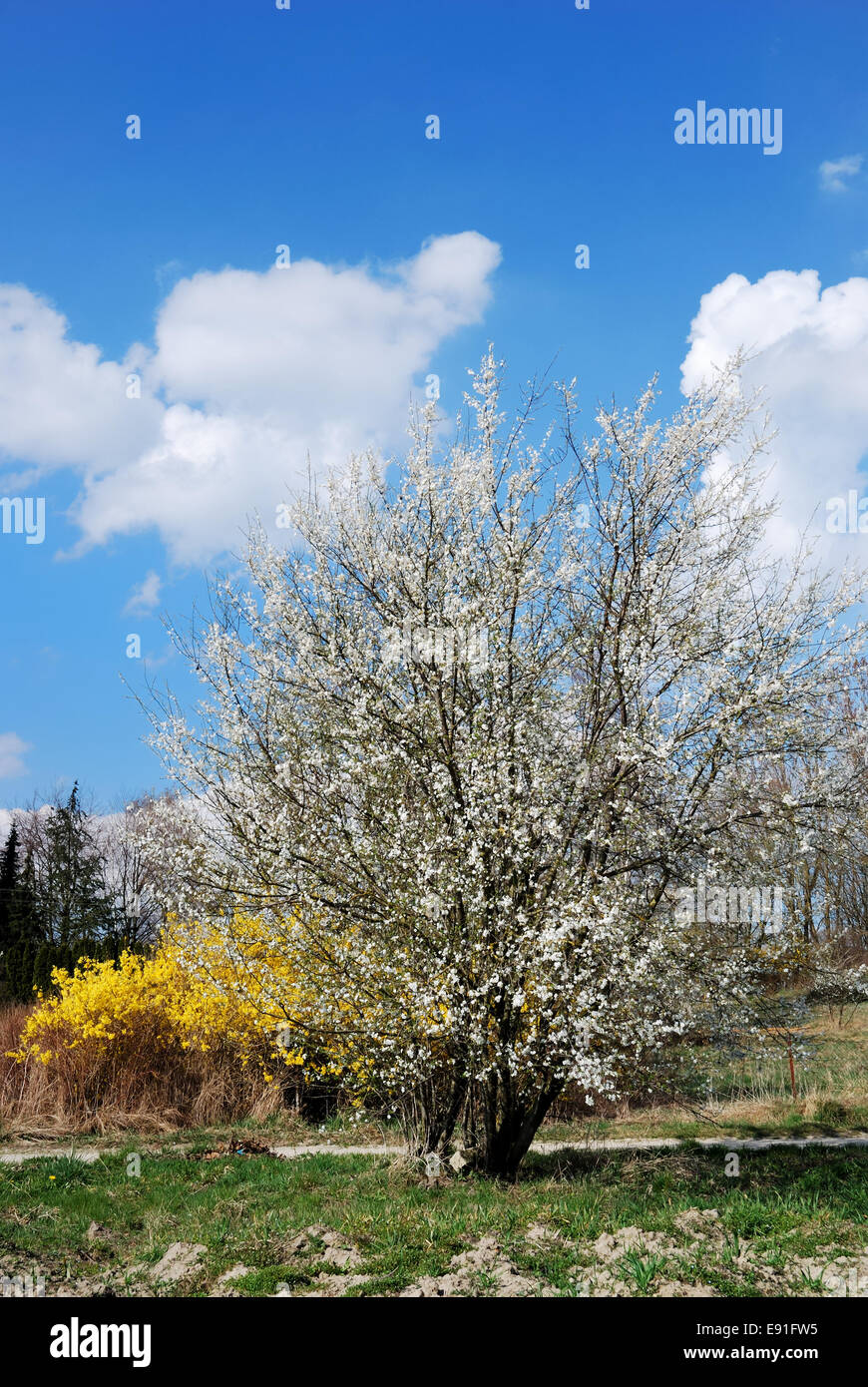 Flowering tree hi-res stock photography and images - Alamy
