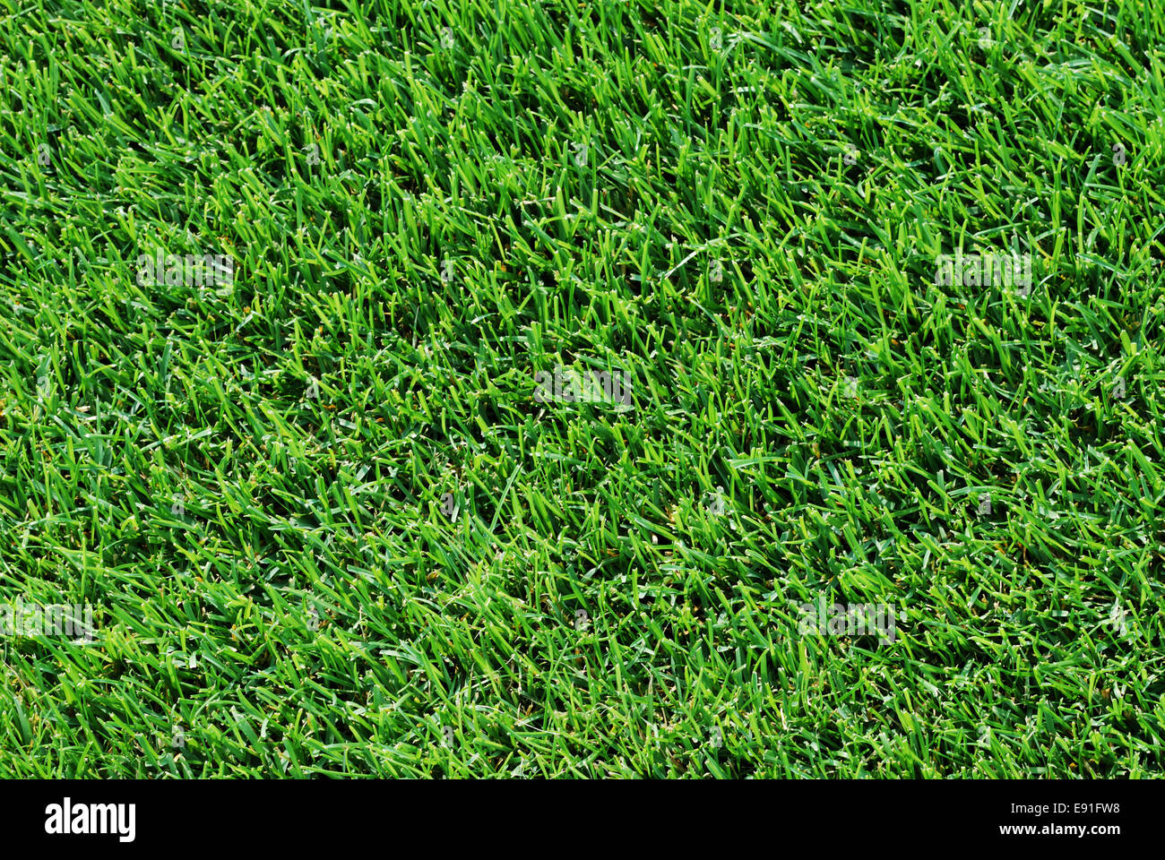 Mown short grass hi-res stock photography and images - Alamy