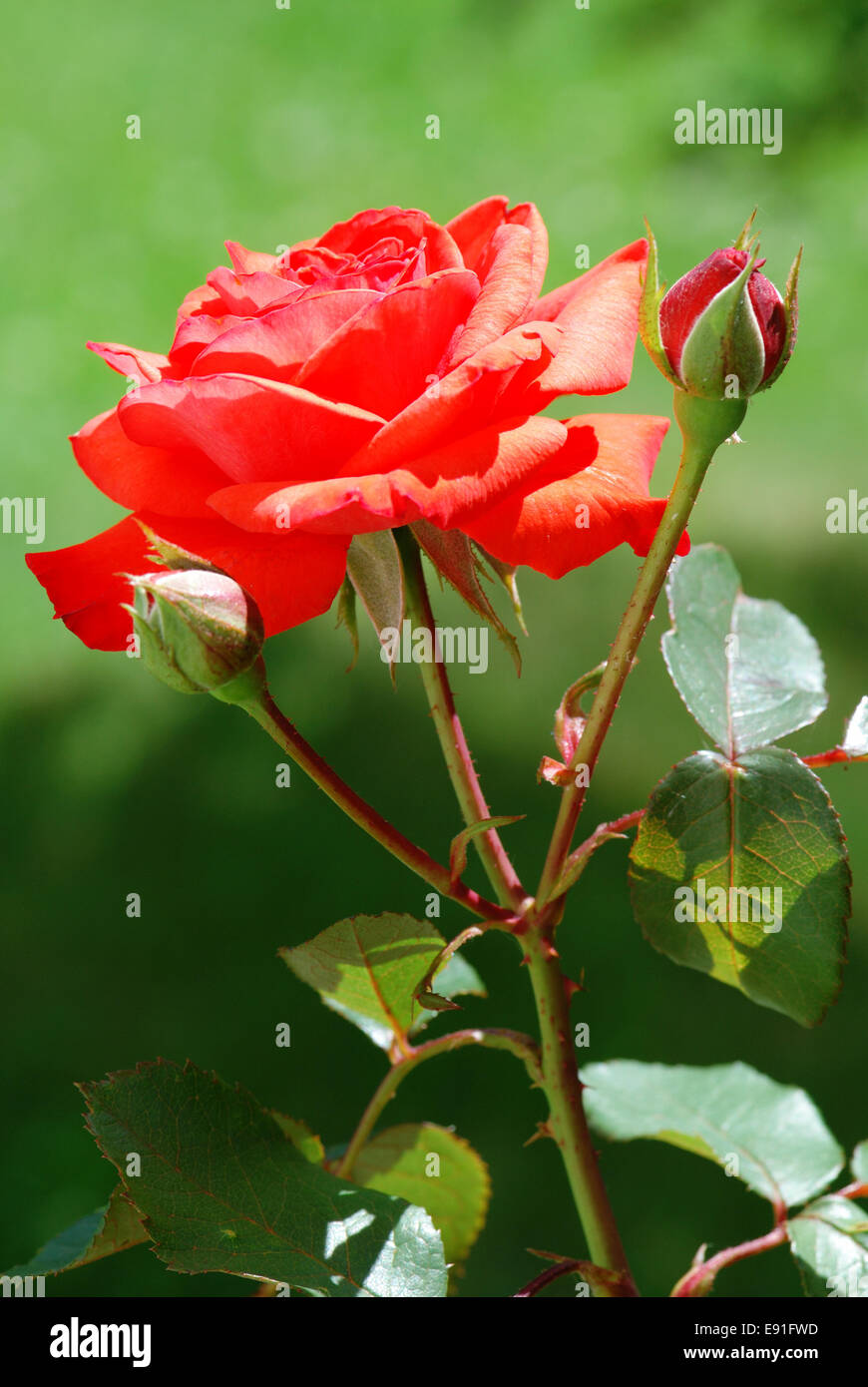 Simple red rose hi-res stock photography and images - Alamy
