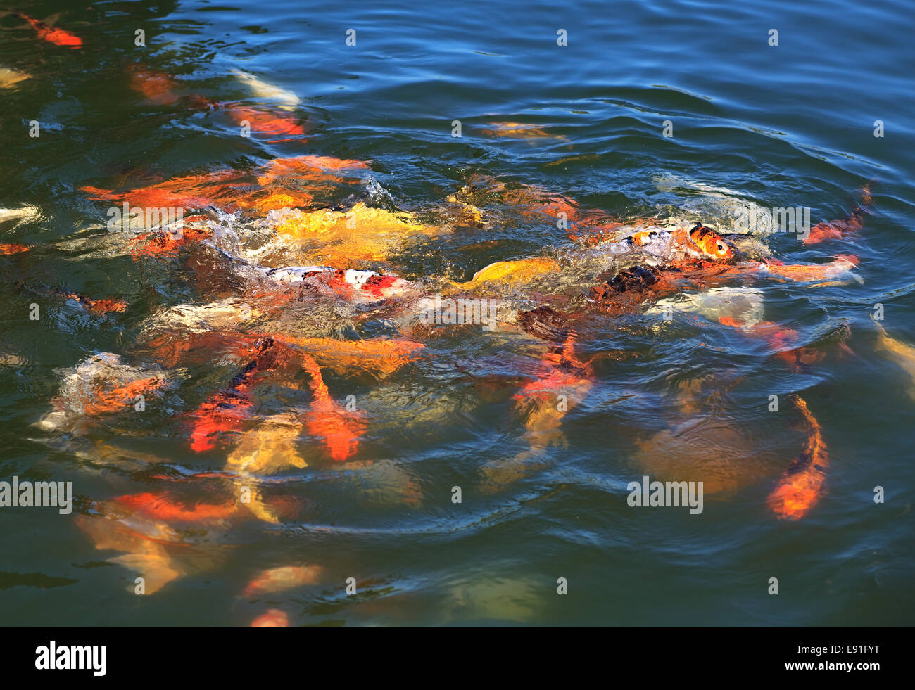 Fish (Koi) fight for food Stock Photo - Alamy
