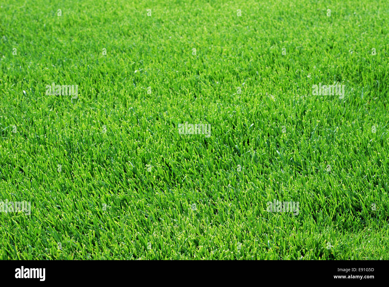 Mown short grass hi-res stock photography and images - Alamy