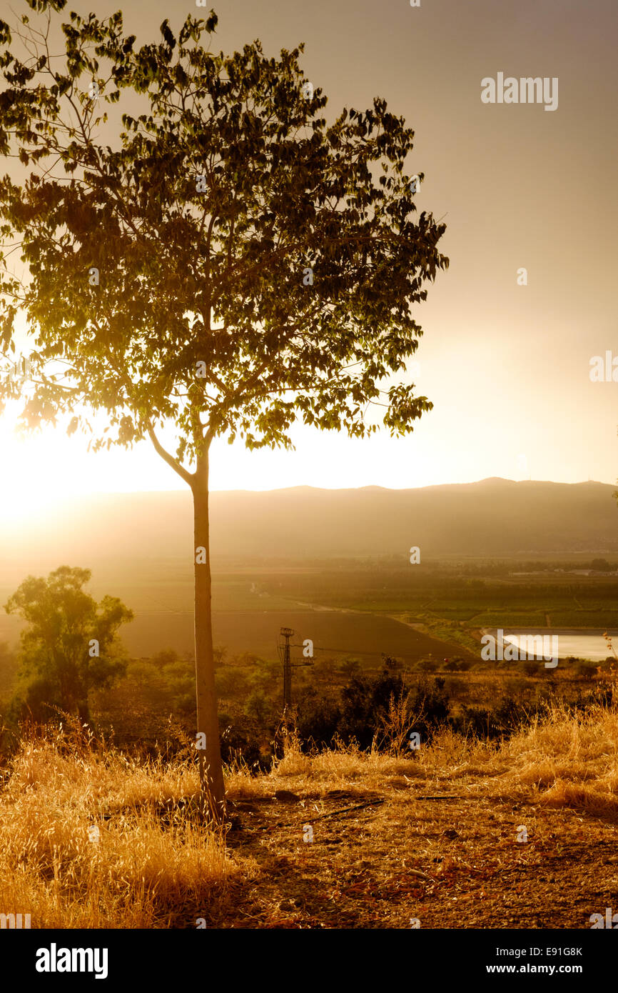 Tree in the Upper Galilee Stock Photo - Alamy