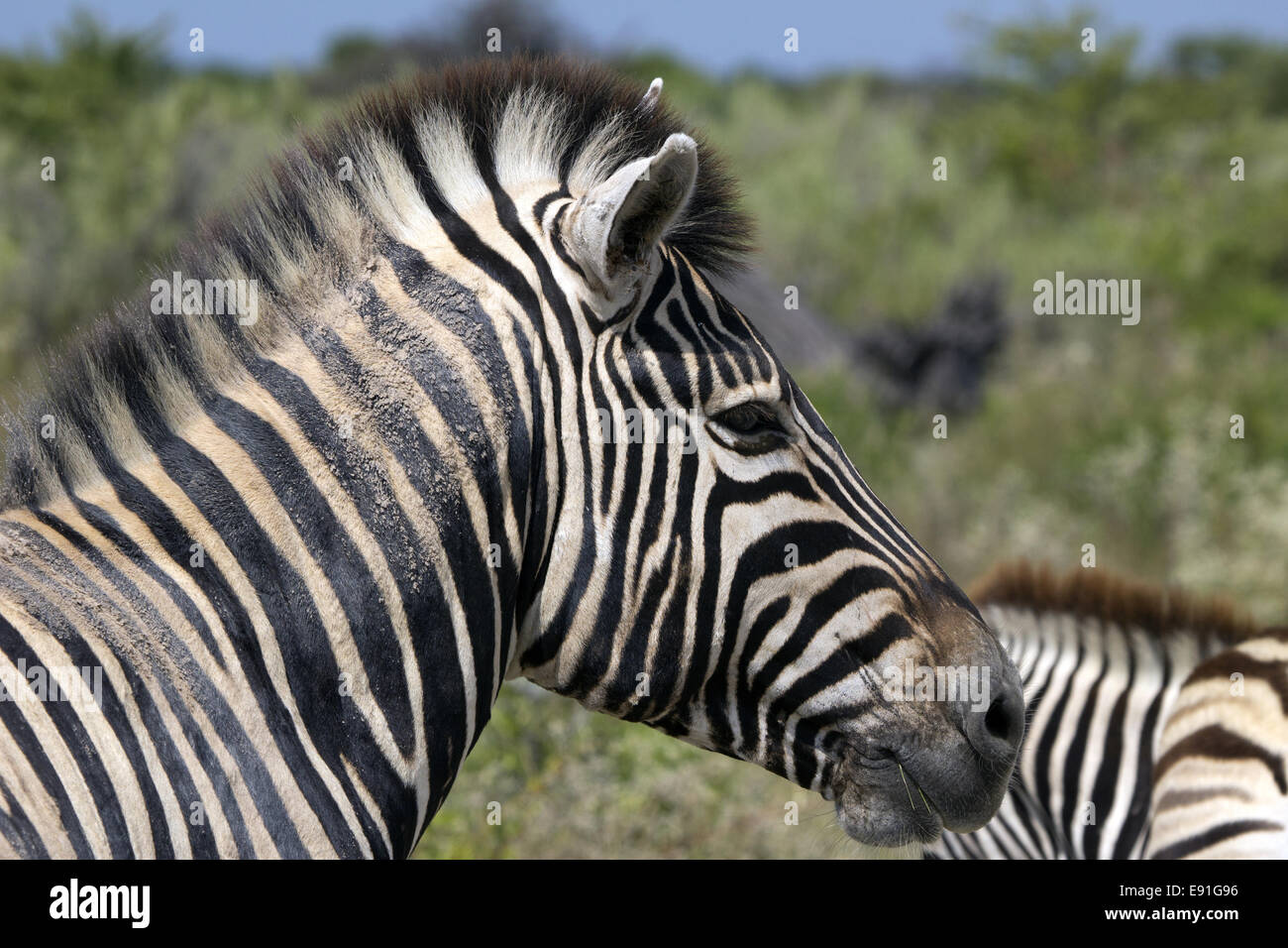 Zebra ohren hi-res stock photography and images - Alamy