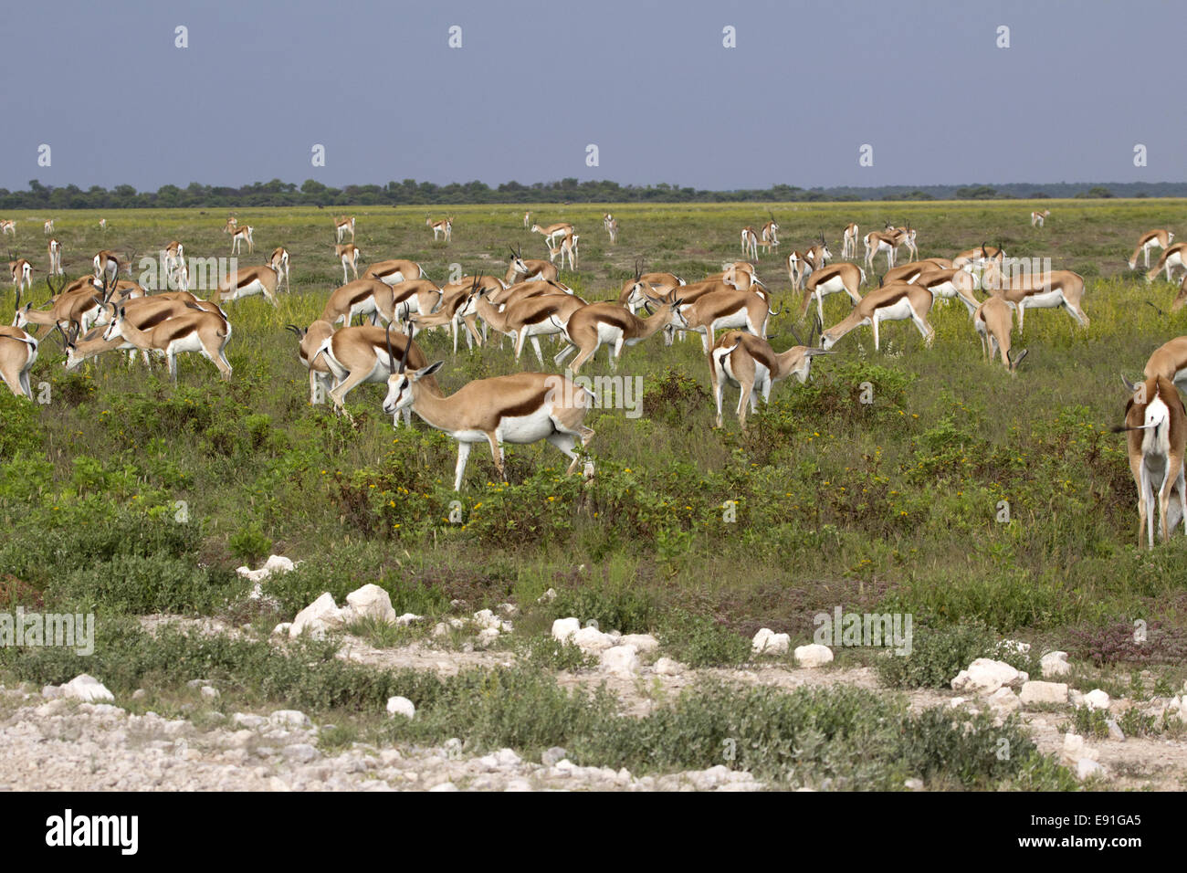Springbok herd hi-res stock photography and images - Alamy