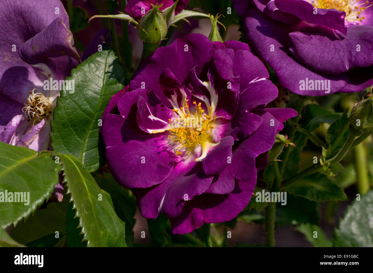 Rose Rhapsody in Blue Stock Photo - Alamy