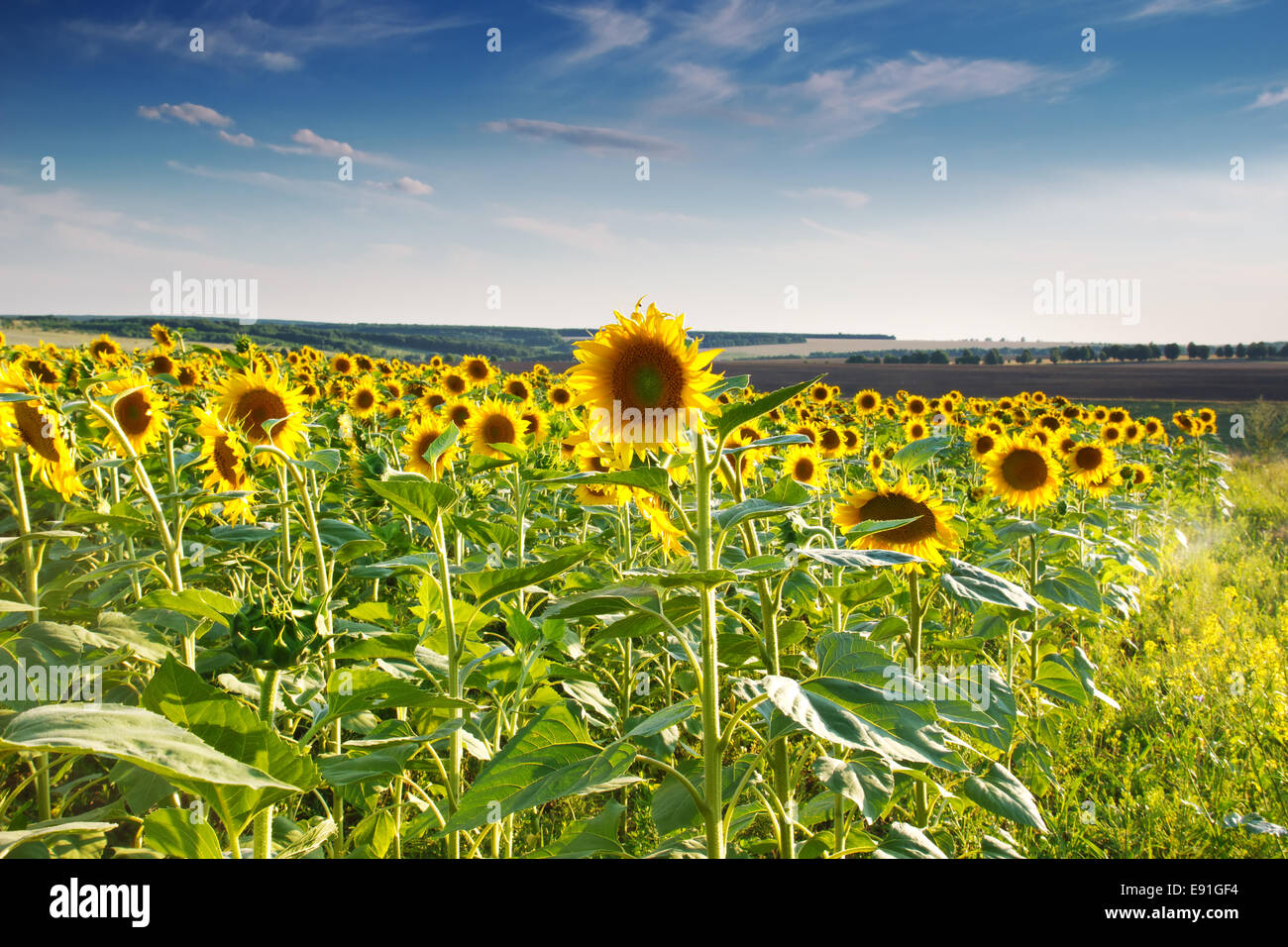Green field, grass, sunflowers, blue sky Stock Photo - Alamy Green field, grass, sunflowers, blue sky Stock Photo - Alamy