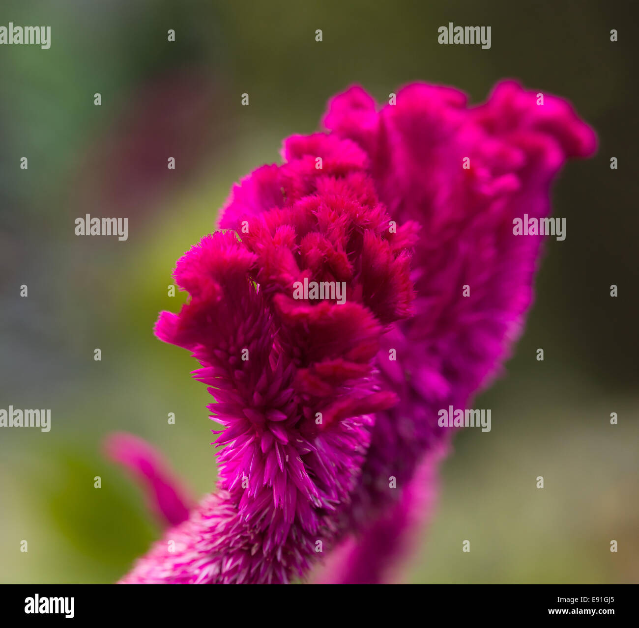 Plume cockscomb hi-res stock photography and images - Alamy