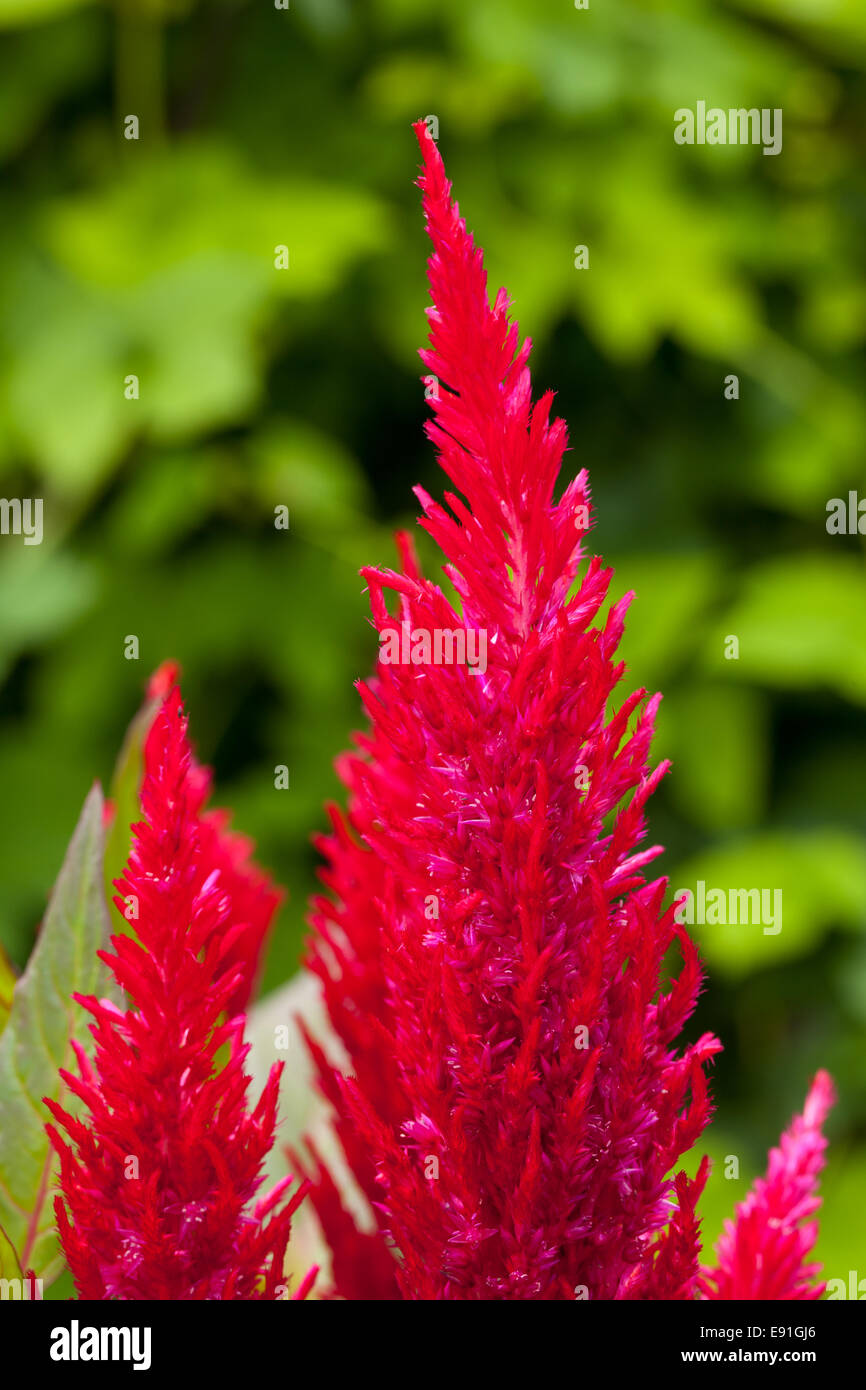 Bright red cockscomb flowers Stock Photo - Alamy