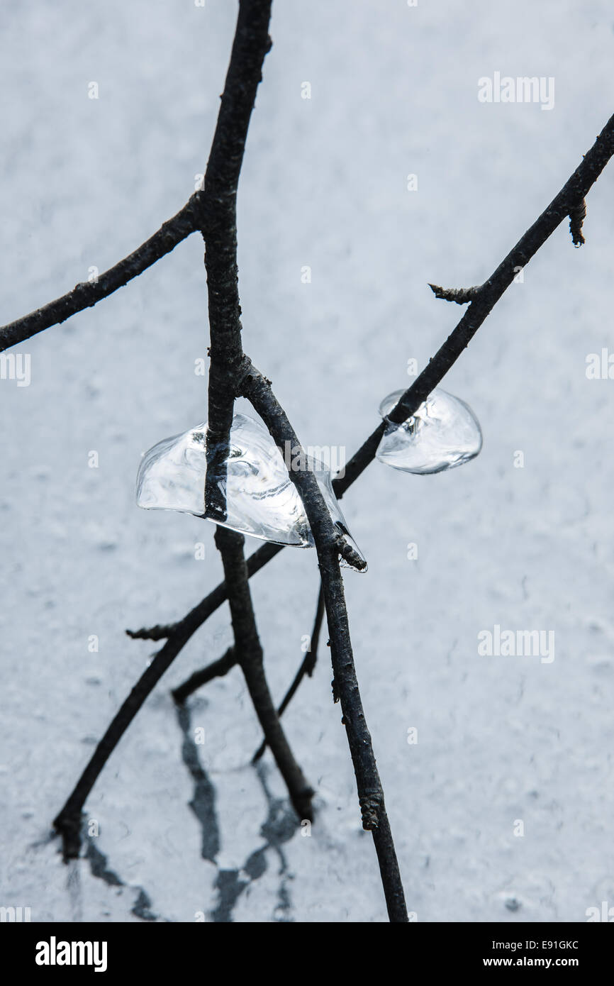 Ice forming around the bare branches of a tree Stock Photo - Alamy