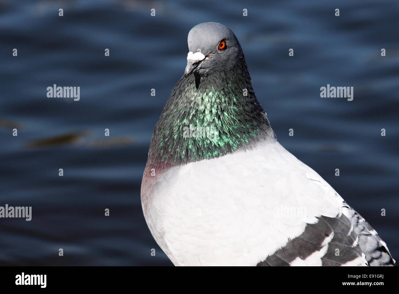 Dove at the sea Stock Photo - Alamy