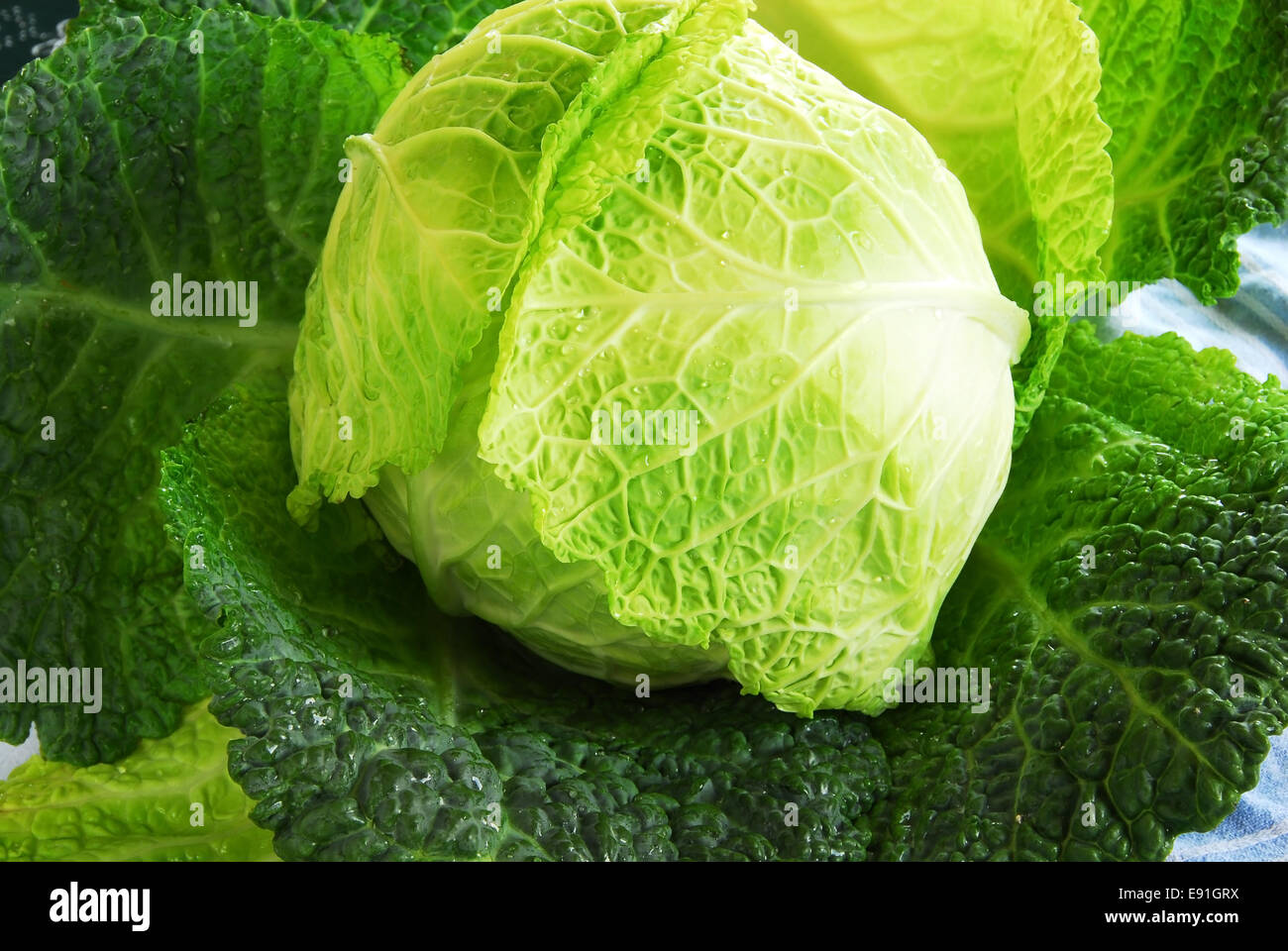Full grown cabbage hi-res stock photography and images - Alamy