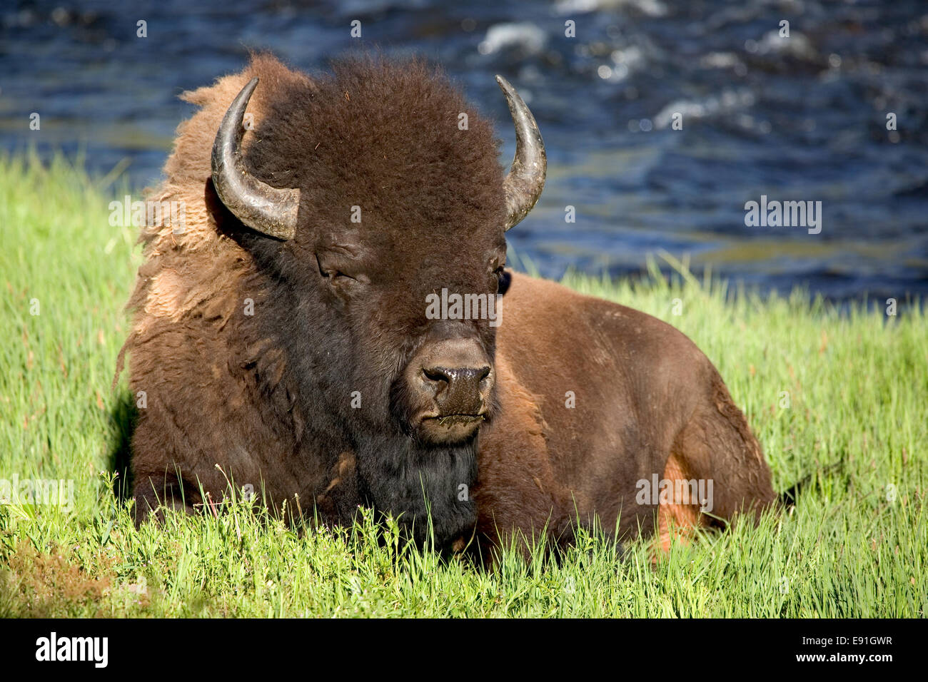 Bison gras hi-res stock photography and images - Alamy